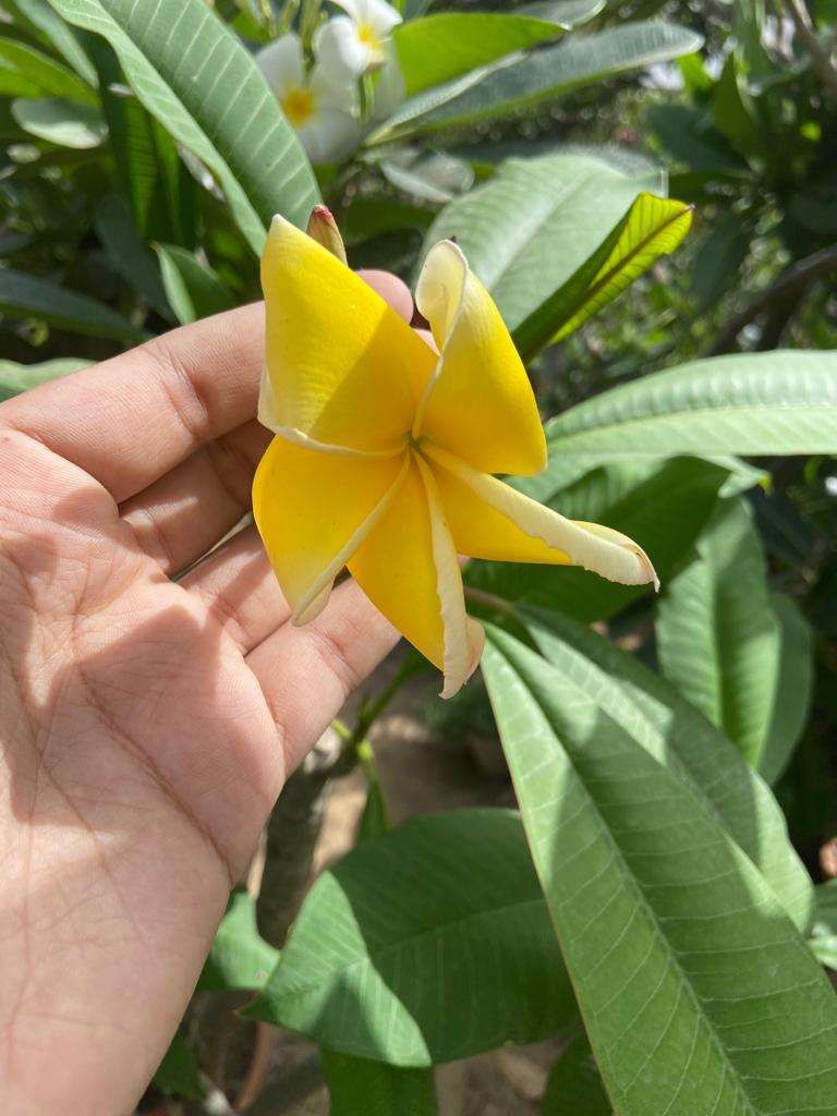 YELLOW PLUMERIA / CHAMPA FLOWER PLANT – Plantroops