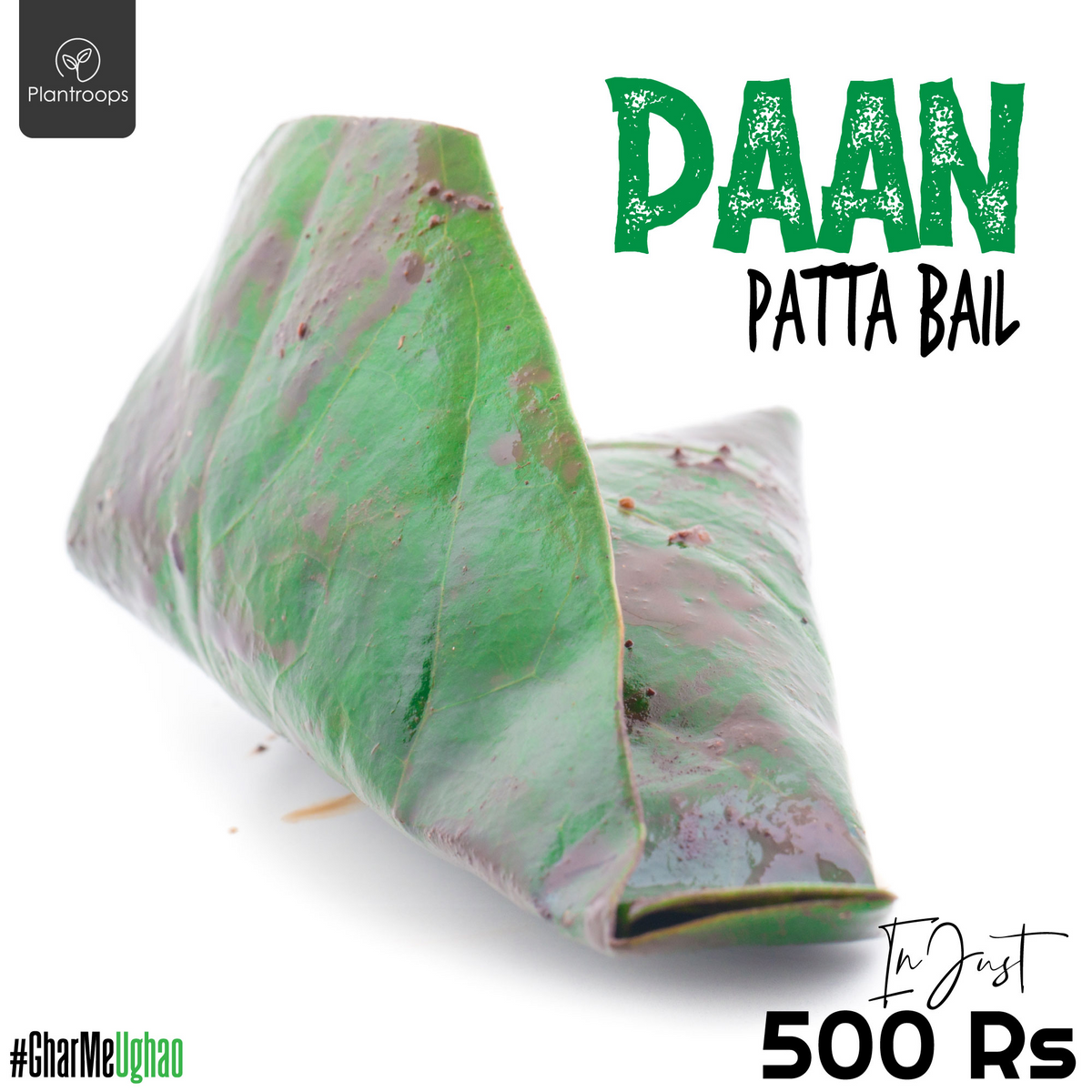 Pan Patta Plant – Plantroops