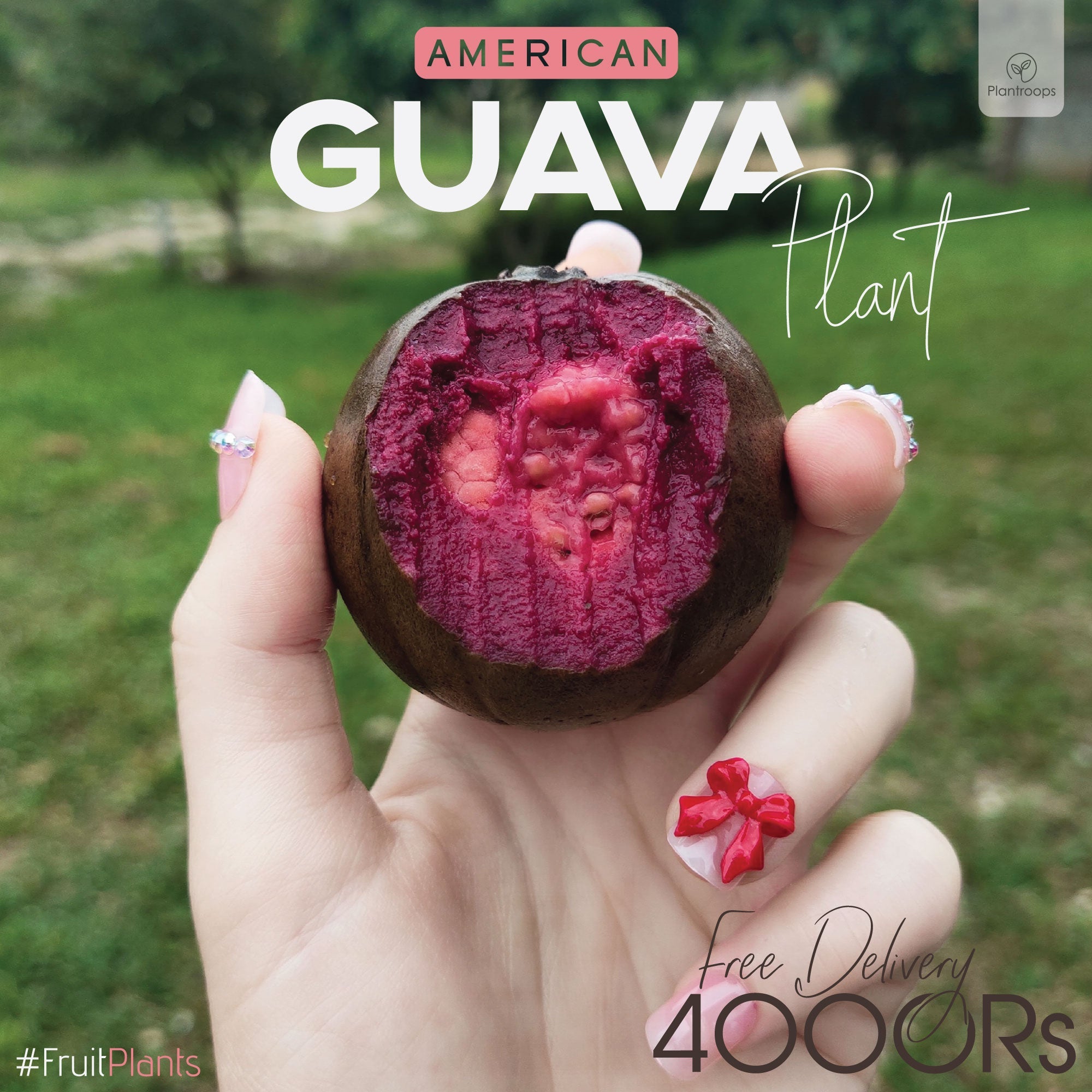 PURPLE GUAVA PLANT – Plantroops